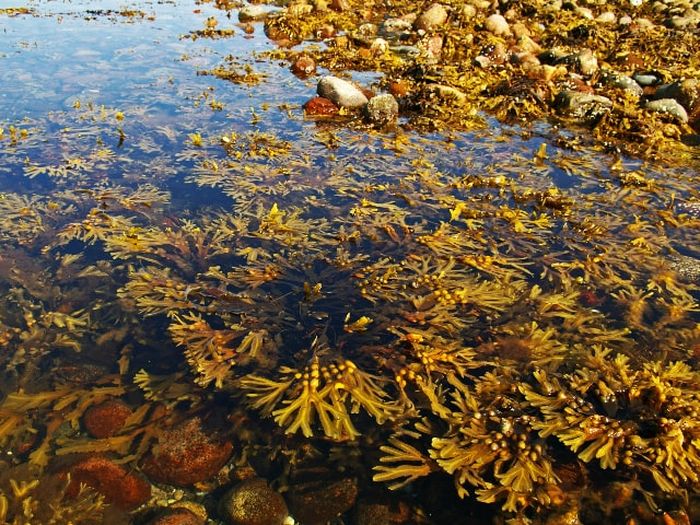 Apa Itu Alga? Inilah Ciri-Ciri dan 4 Jenisnya yang Perlu Diketahui ...