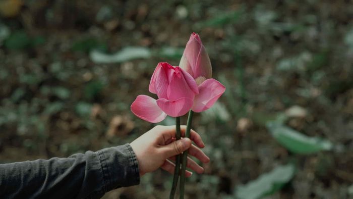 Beragam Pertanda, Apa Saja Arti Mimpi yang Berkaitan dengan Bunga ...