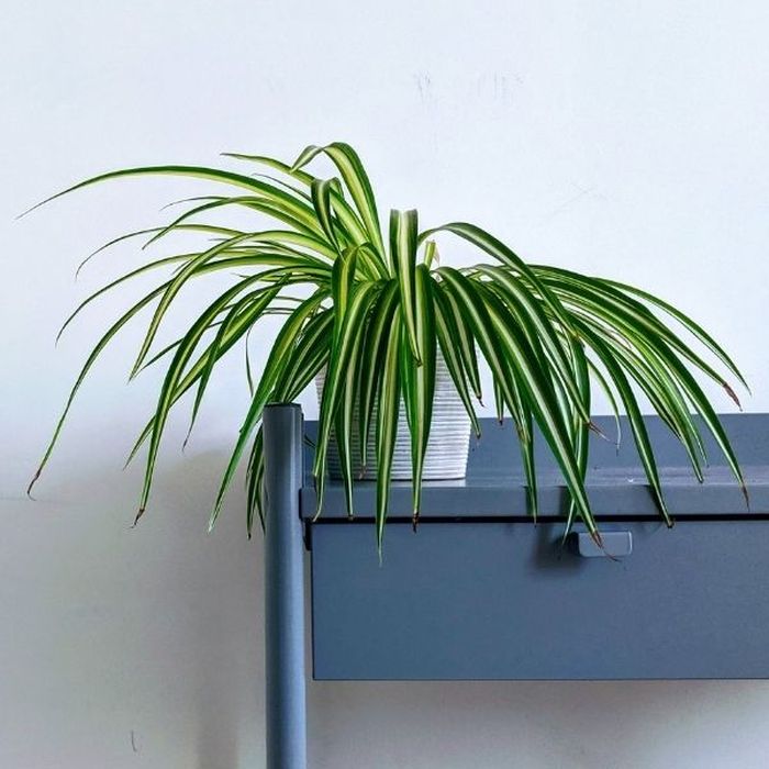 5 Rekomendasi Tanaman yang Ampuh Atasi Udara Panas di Ruangan - Stylo