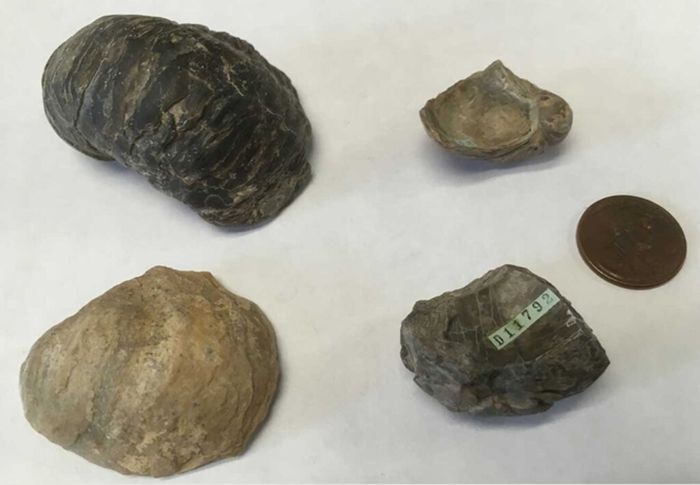 Fosil Kerang: 95 Juta Tahun Silam, Amerika Utara Sepanas Bali Kini ...