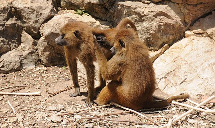 Babun Guinea Jantan Habiskan Waktu Bersama Pasangan daripada Teman ...