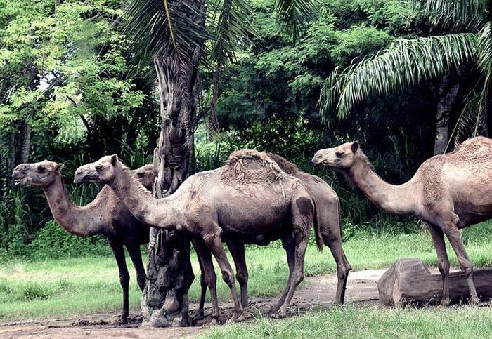Selain Unta, Adakah Hewan yang Memiliki Punuk? #AkuBacaAkuTahu? - Semua ...