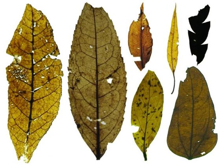 Fosil Tanaman Berusia 55 Juta Tahun Ungkap Wilayah Kutub Dulu Hijau ...