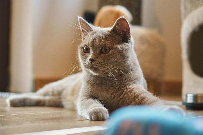 Mengapa Kucing Suka Mendengkur? Ternyata Bisa Jadi Ini Alasannya ... Mengapa Kucing Suka Mendengkur? Ternyata Bisa Jadi Ini Alasannya ...