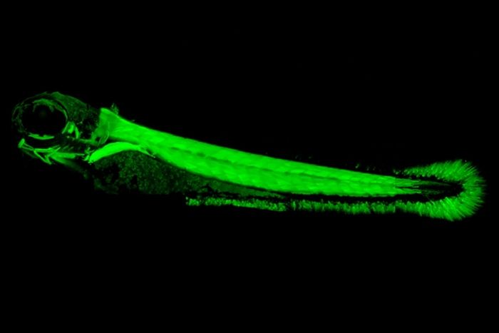 Studi Baru: Bagaimana Ikan Listrik Mengembangkan Organ Listriknya ...