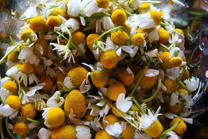Ini Dia 5 Jenis Bunga dan Manfaatnya Dalam Kandungan Skincare ...