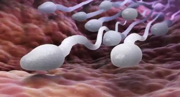 Dari 200 Juta, Mengapa Hanya 1 Sperma yang Dapat Membuahi Sel Telur ...