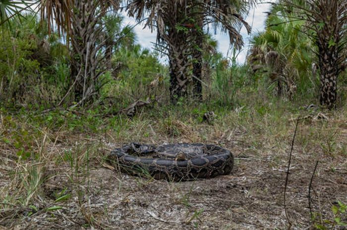 Ular Piton Terbesar di Florida Ditemukan, Beratnya Lebih dari 90 Kg ...