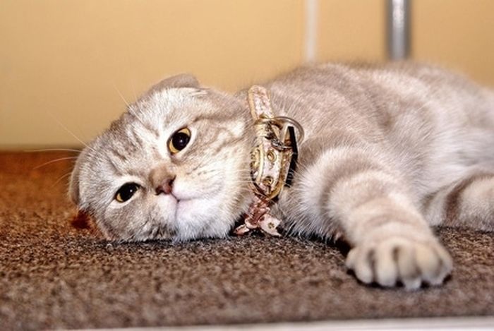 Kenalan dengan Scottish Fold, Kucing dengan Wajah Bulat dan Telinga ...