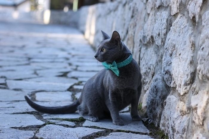 Mengenal Russian Blue, Spesies Kucing Pintar yang Pemalu dari Rusia - Kids