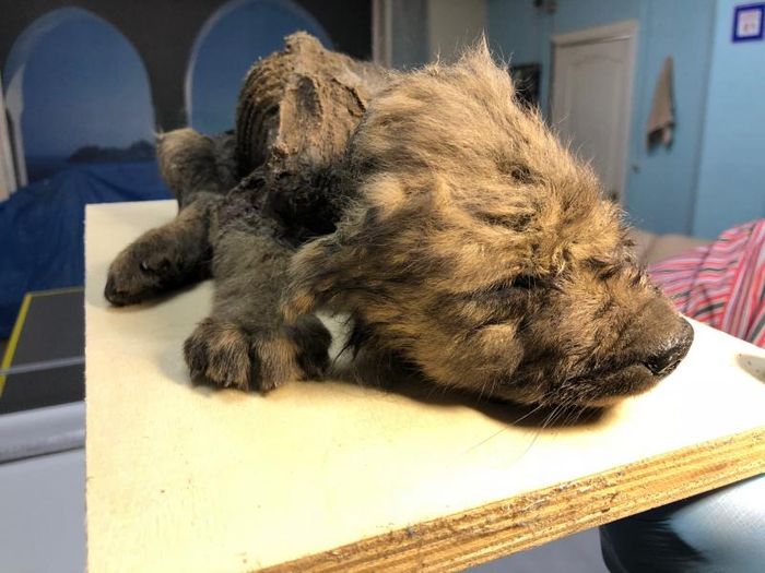 Melacak Nenek Moyang Anjing dalam Dua Populasi Serigala Purba - Semua ... Melacak Nenek Moyang Anjing dalam Dua Populasi Serigala Purba - Semua ...