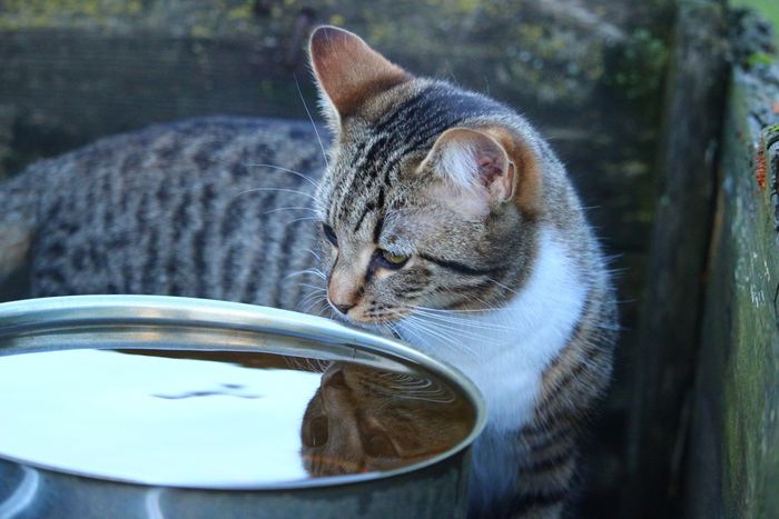 Kenapa Kucing Suka Minum Air di Toilet? Ketahui 3 Alasan dan Cara ...