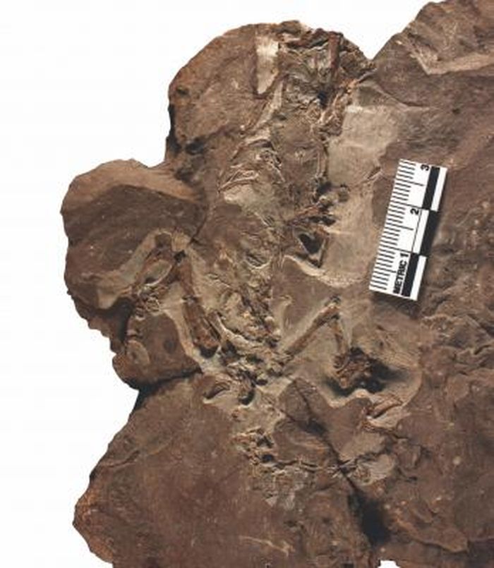 Penemuan Fosil Reptil Pemanjat Pohon Tertua Berusia 305 Juta Tahun ...