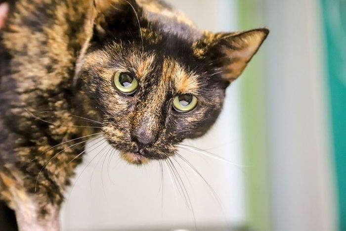 Kenalan dengan Kucing Tortie, Kucing dengan Warna Bulu yang Unik - Kids