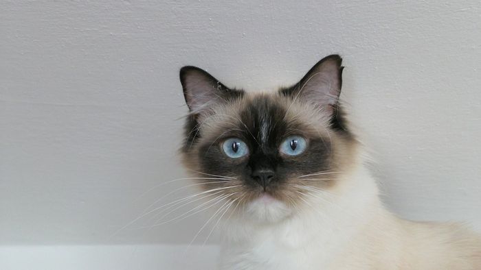 Kenalan dengan Kucing Birman, Kucing Jinak yang Suka Dipeluk - Kids