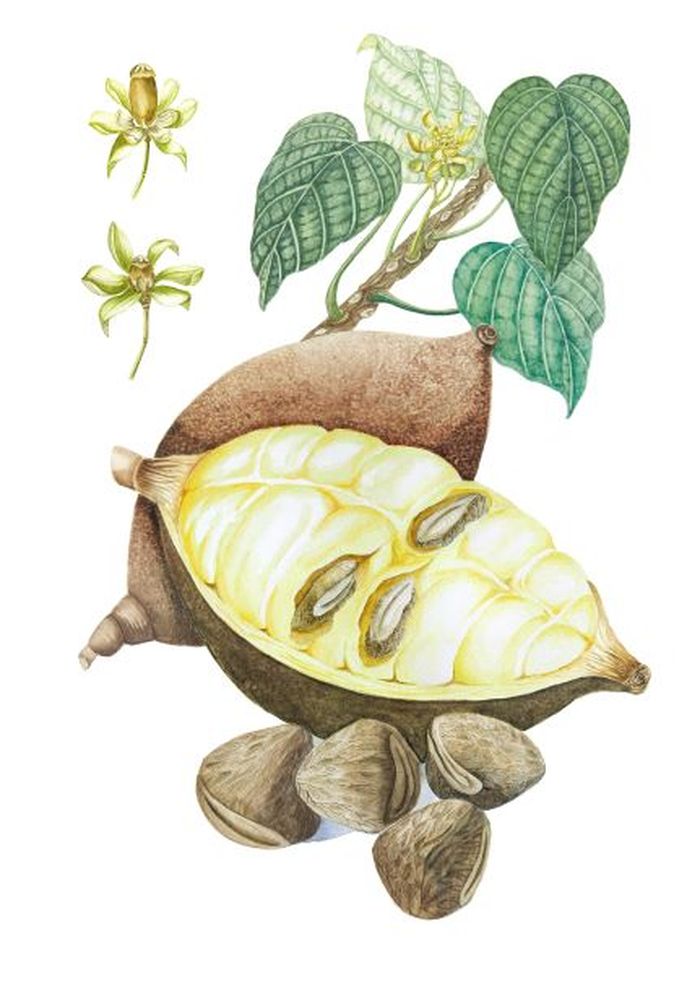 Ragam Flora Indonesia-3: Drama Tumbuhan dalam Napas Baru Seni Rupa Kini ...