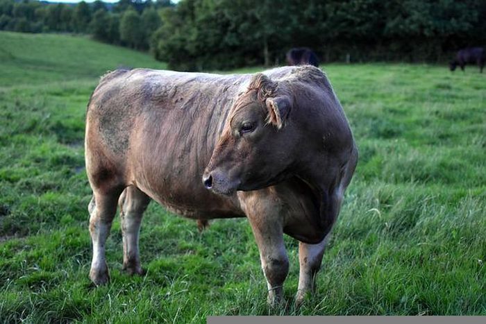 5 Sapi Terbesar di Dunia, Ada yang Beratnya Mencapai 1,7 Ton - Kids