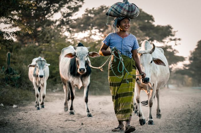 Arti Mimpi Dikejar Sapi, Tanda Situasi Tidak Aman, Hati-hati dengan ...
