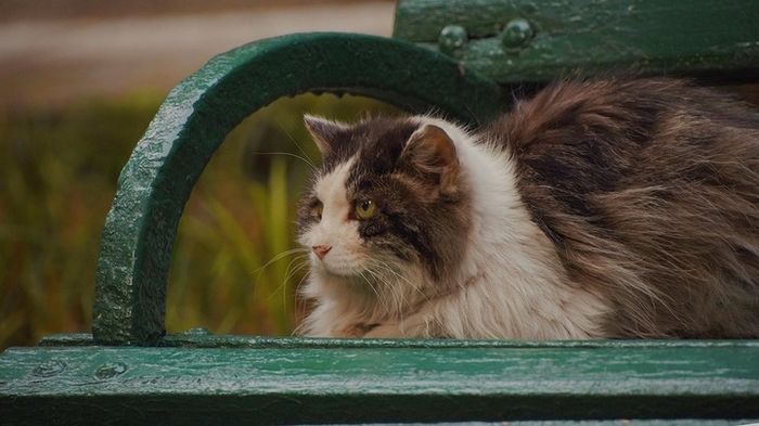 Kenalan dengan Kucing Ragamuffin, Si Kucing Manja Bertubuh Besar - Kids