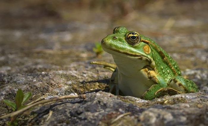 Jawaban Kelas 5 SD Tema 1: Nama dan Fungsi Organ Gerak Ikan, Katak ...
