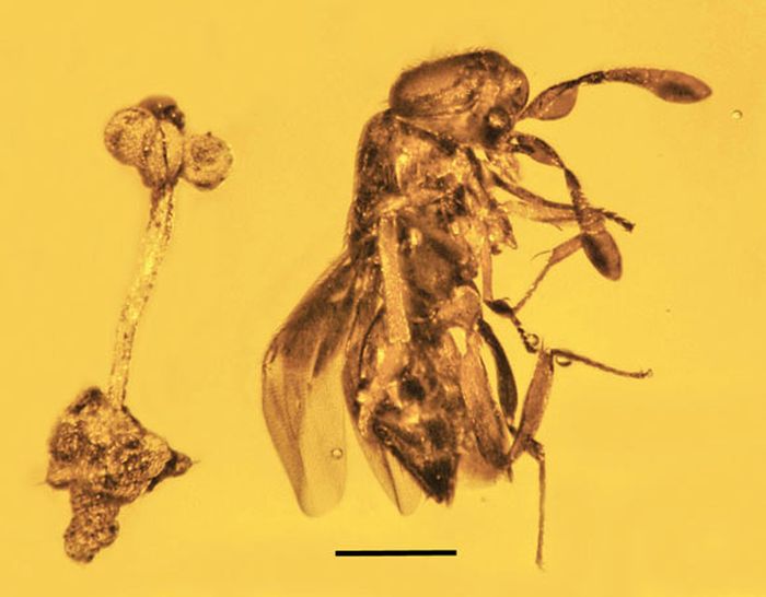 Bunga dan Tawon Parasit Berusia 30 Juta Tahun Ditemukan di Dominika ...