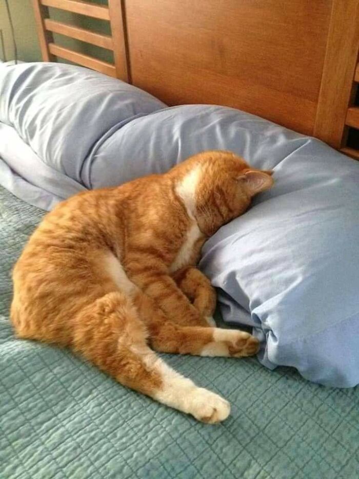 10 Pose Aneh Kucing saat Tidur yang Bikin Gemas, Ada Pose Favorit ...