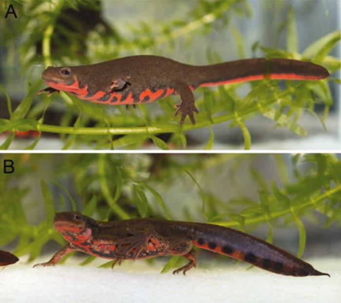 Dunia Hewan: Kadal Kecil Ini Berkemampuan Regenerasi Ekstrem Berulang ...