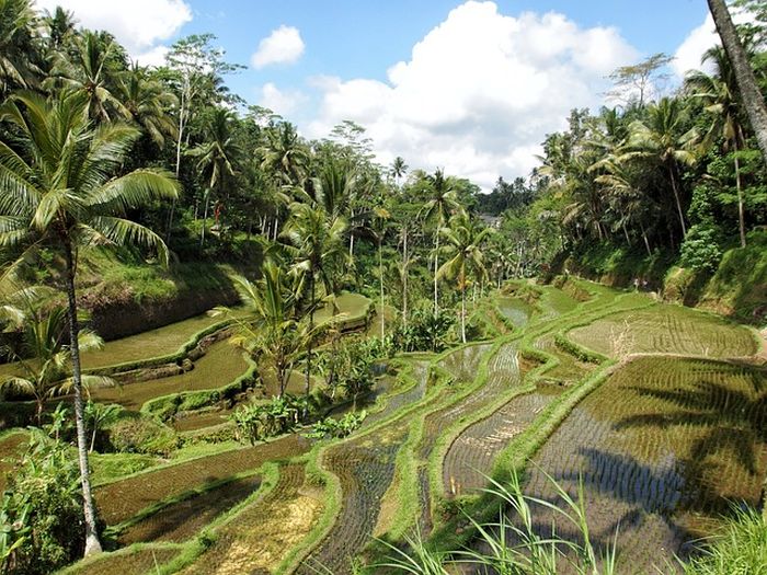 Daftar 10 Kota Terbaik Dunia 2022, Kota Ubud di Bali Masuk Urutan 3 ...