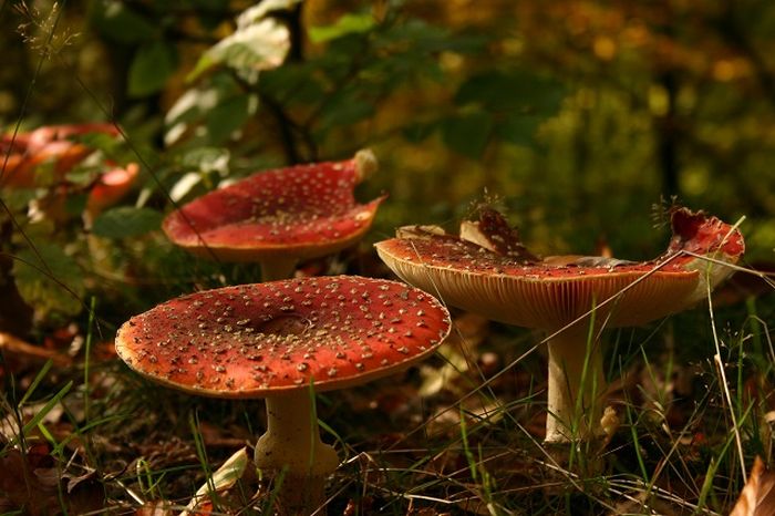 5 Ciri Ciri Fungi Jamur Serta Peranannya Dalam Berbagai Bidang