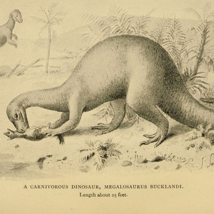 Pertama Ditemukan, Fosil Dinosaurus Dikira Skrotum Manusia Raksasa ...