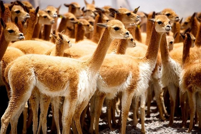 Dunia Hewan: Inilah Hewan yang Menghasilkan Wol Termahal di Dunia ...