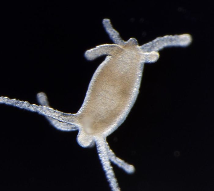 Dunia Hewan: Memahami Hydra, dari Penyembuhan Luka Hingga Regenerasi ...