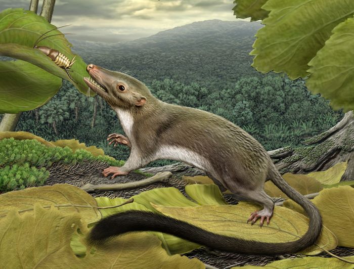 Mamalia Paling Awal yang Diketahui Hidup Bersama Dinosaurus Tertua ...