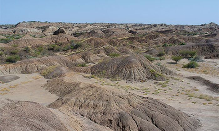 Enhydriodon omoensis, Berang-berang Seukuran Singa dari Ethiopia ...