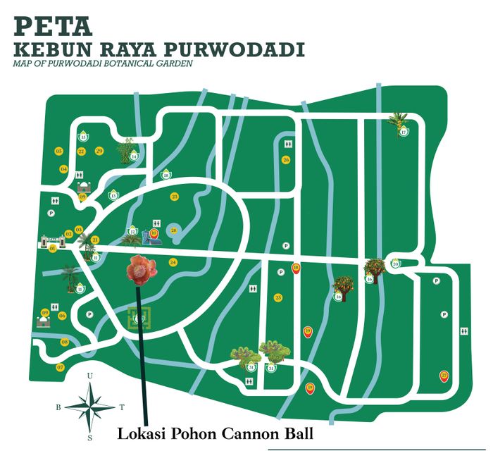 Mekar di Kebun Raya Purwodadi, Inilah Cannon Ball Tree, Pohon Cantik ...