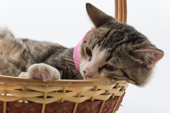 Kucing Alami Sembelit? Ketahui Penyebab, Tanda, dan Cara Mengatasinya ...