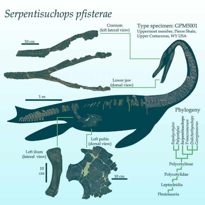 Serpentisuchops pfisterae, Plesiosaurus Baru Mirip Buaya dari Wyoming - National Geographic