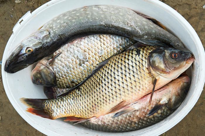 Cara Membersihkan Sisik Ikan dengan Mudah, Antigagal dan Pemula Bisa ...