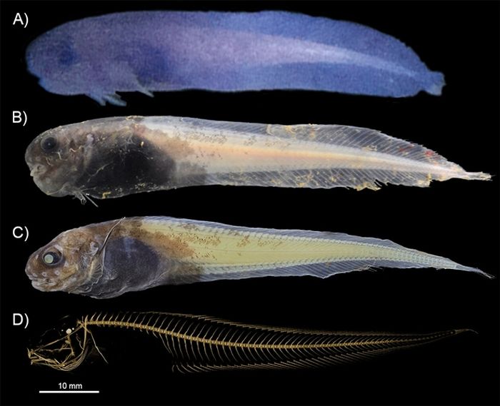 Dunia Hewan: Spesies Baru Ikan Laut Dalam Ditemukan di Palung Atacama ...