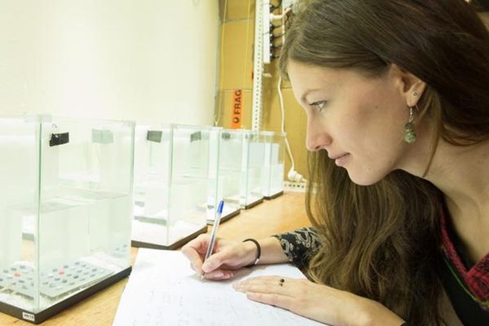 Dunia Hewan: Ikan Mas Punya Kemampuan Mengatur Jarak Berenang Mereka ...