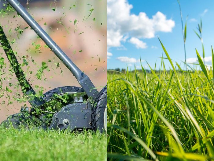 BERITA POPULER : Trik Memangkas Rumput Liar dengan Cara Alami Sampai ...