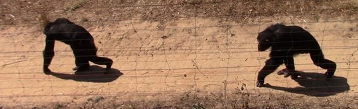 Dunia Hewan: Simpanse Menyinkronkan Langkah Mereka Seperti Manusia ...