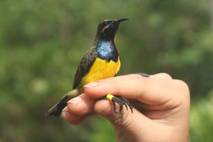 Ahli Ornitologi Menemukan Dua Spesies Baru Burung Matahari di Sulawesi ...
