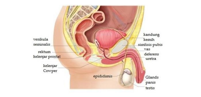 Mengenal Sistem Reproduksi Pria Bagian Luar dan Fungsi Pentingnya - Semua Halaman - Nakita