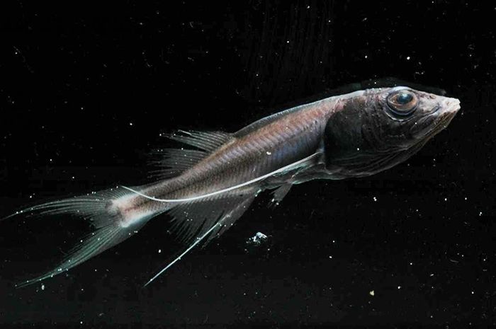 Dunia Hewan: Bagaimana Proses Ikan Purba Membentuk Koloni Laut Dalam ...