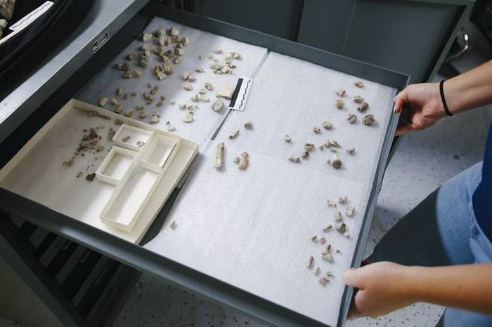 Paleontolog Menemukan Dinosaurus Pemakan Tumbuhan baru di AS - National ...