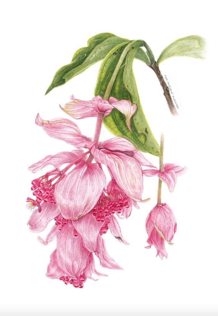 Seni Botani 'Flora of Southeast Asia' Memuliakan Kekayaan Ragam Puspa ...