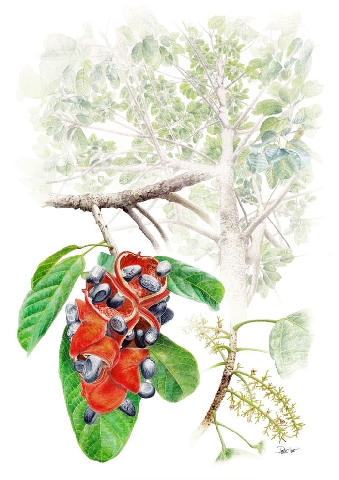 Seni Botani 'Flora of Southeast Asia' Memuliakan Kekayaan Ragam Puspa ...