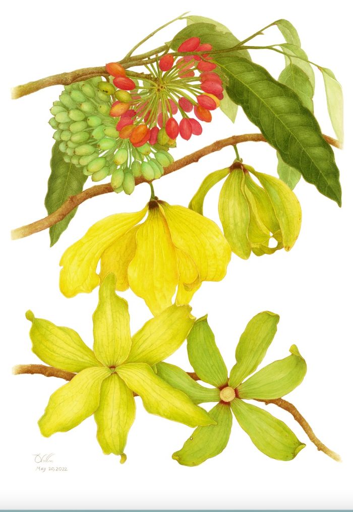 Seni Botani 'Flora of Southeast Asia' Memuliakan Kekayaan Ragam Puspa ...