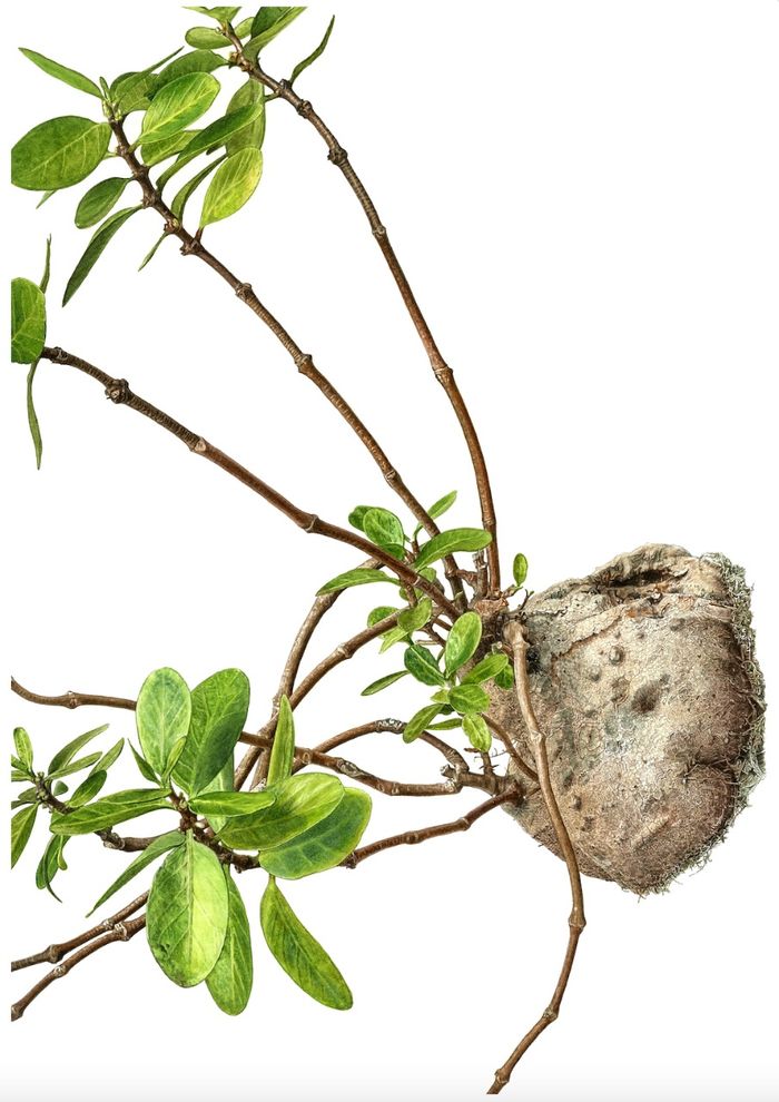 Seni Botani 'Flora of Southeast Asia' Memuliakan Kekayaan Ragam Puspa ...